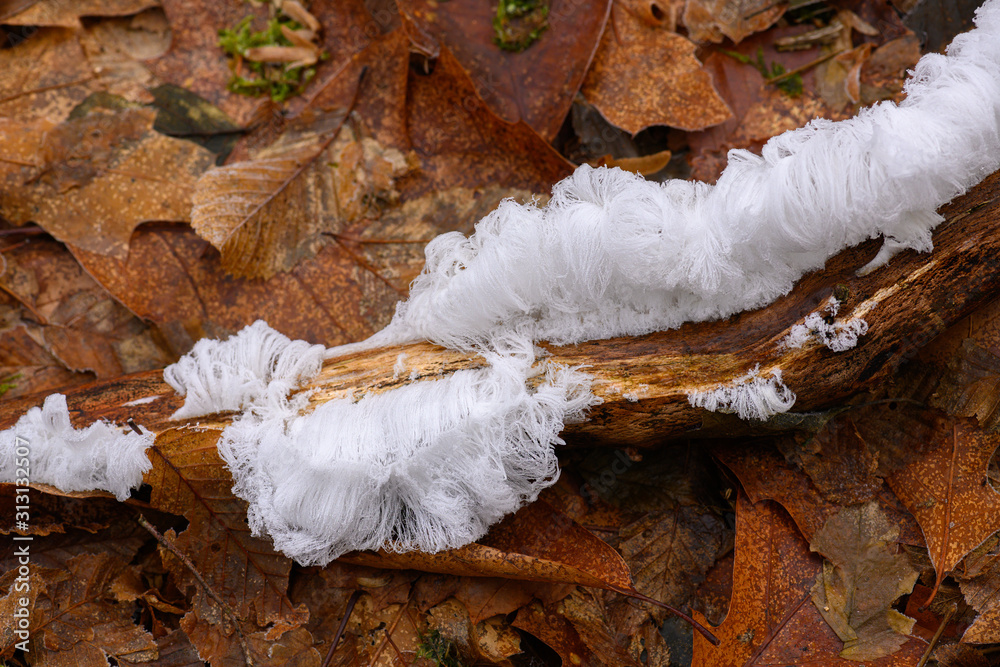 Hair ice on dead wood, ice wool or frost beard, hairy ice look like ...