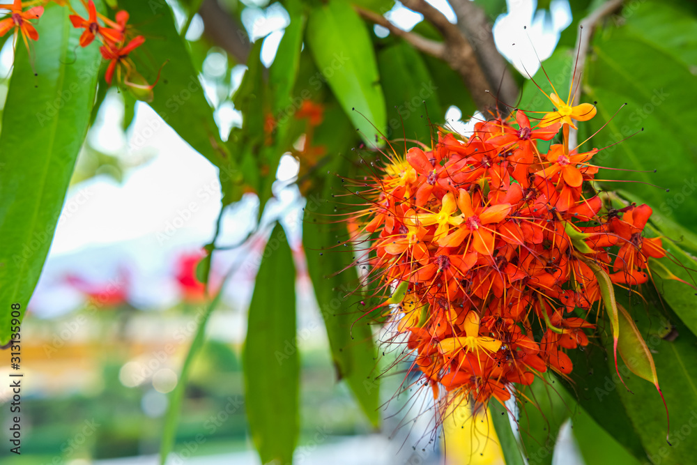 Saraca Asoca