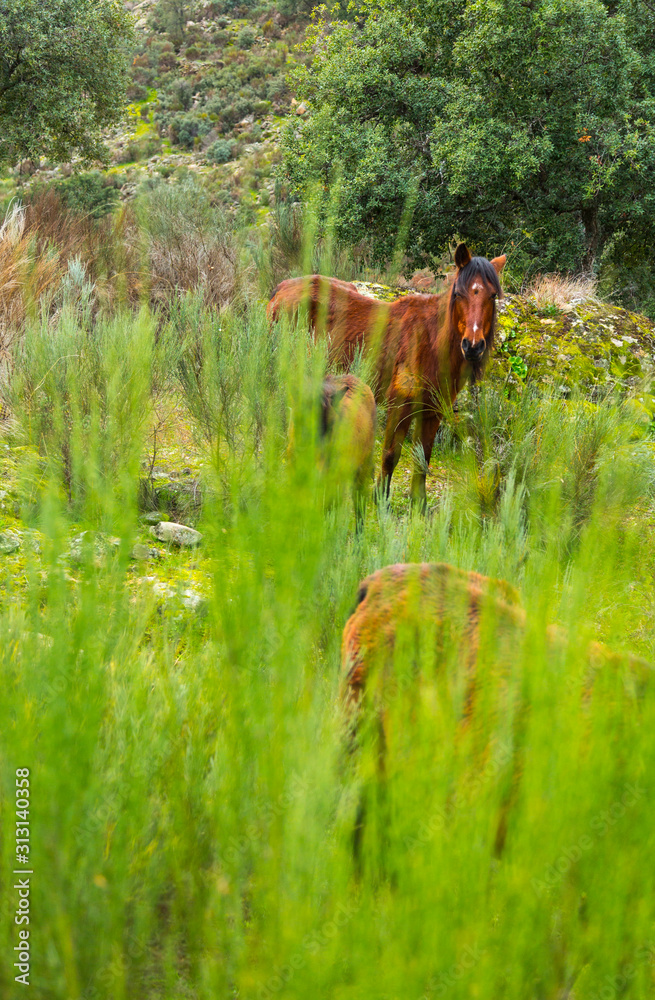 HORSE - CABALLO (Equus ferus caballus), Faia Brava private reserve ...