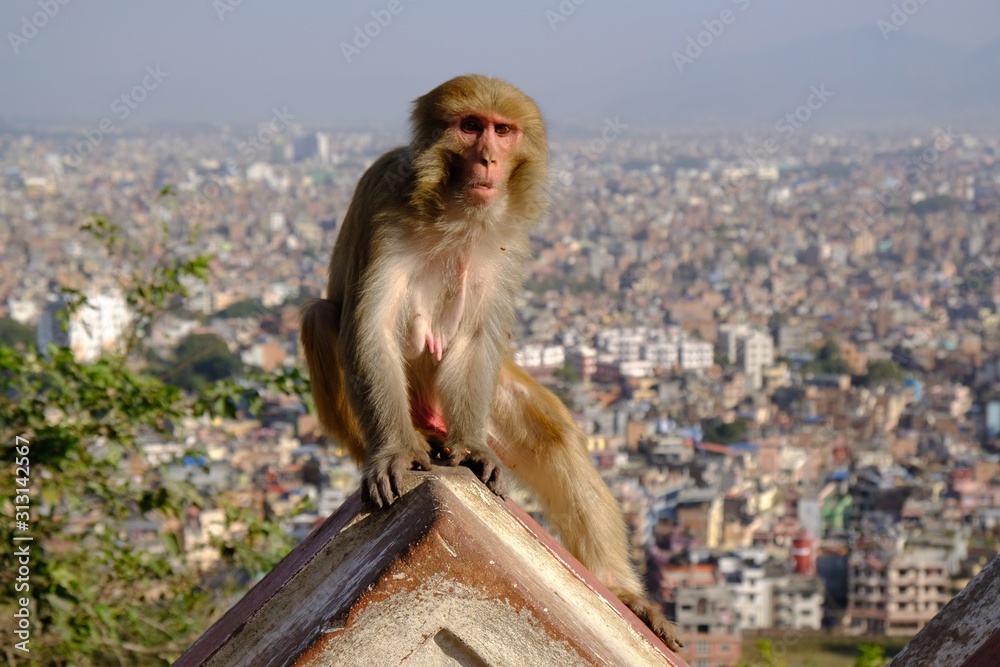 Monkey makak rezus (macaca mulatta) next to Swayambhunath stupa (Monkey ...