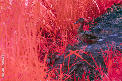 Infrared Photography | The largest selection of gifts and posters | 3+1 ...