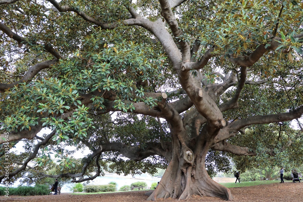 Ficus macrophylla in Royal Botanic Gardens in Sydney, Australia Stock ...