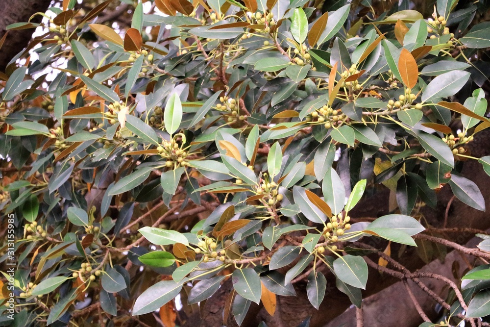 Seeds of Ficus macrophylla in Royal Botanic Gardens in Sydney ...