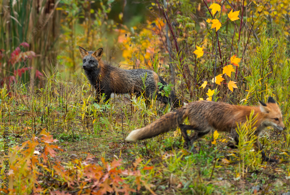 Cross Fox Color