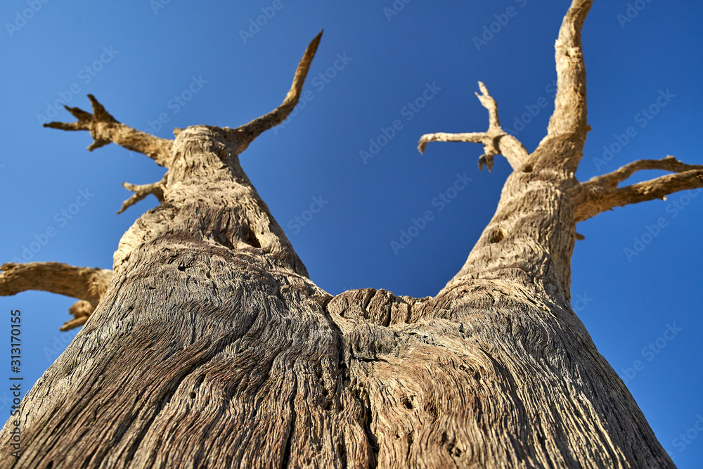 Dead trees in Deadvlei, Sossusvlei, Namib desert, Namibia Stock Photo ...