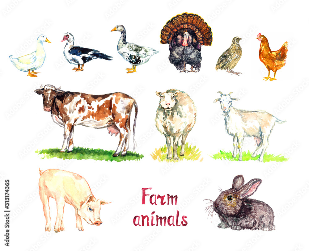 Farm animals collection, white domestic and south american muscovy duck ...