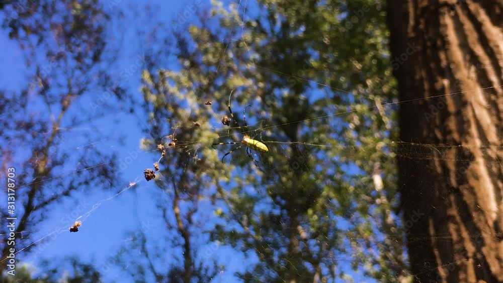 Joro Spider Crawling Over Its Web In A Forest Stock Video | Adobe Stock