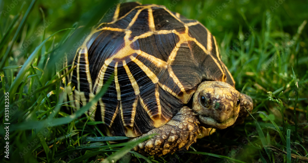 Burmese Star Tortoise
