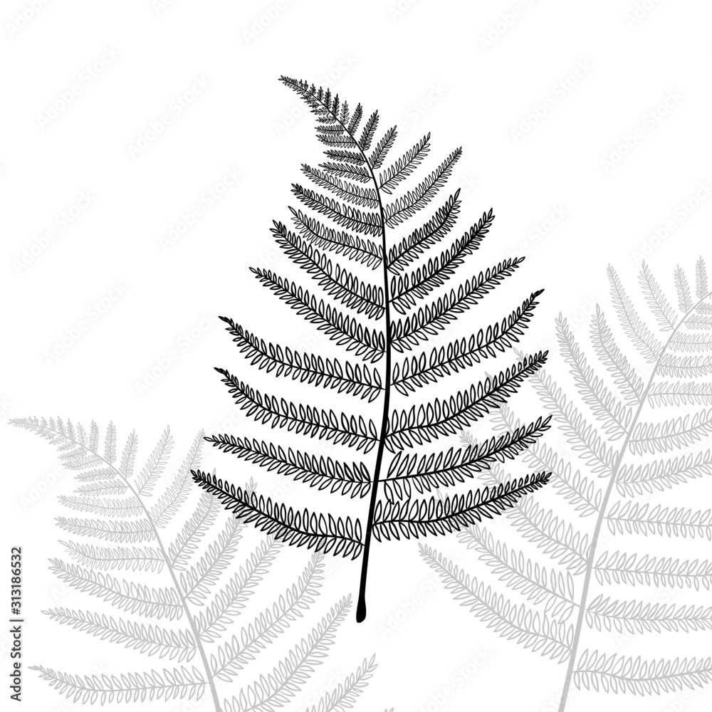 Vector illustration of fern. Hand drawn sketch. Black and white leaf ...