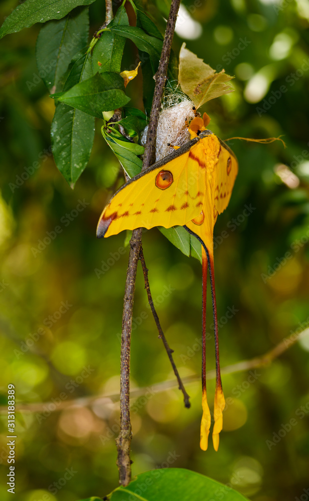 Male Madagascan Comet Moth on a Cocoon in the Rain Forest of Madagascar Stock Photo | Adobe Stock