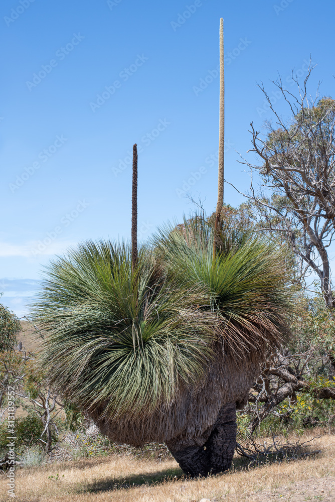 Yakka Grass Tree, Australian native flora in portrait orientation ...