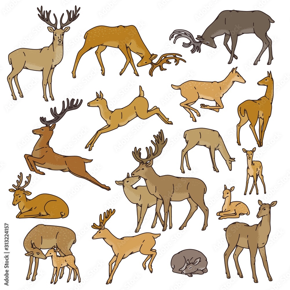 Vecteur Stock Wild deer herd vector set males and females with babies ...