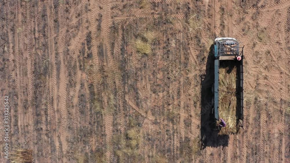 Aerial view of Sugar cane harvesting - Mechanical harvesting sugar cane ...