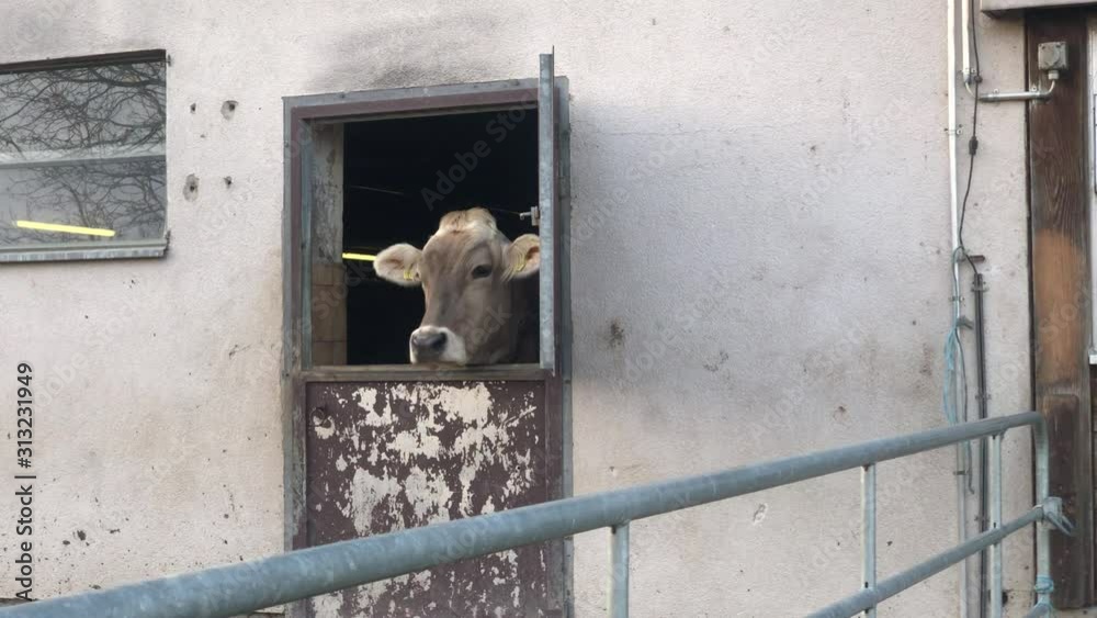 Cow Looking Out From Door Of At A Farm With Metal Railings In The ...
