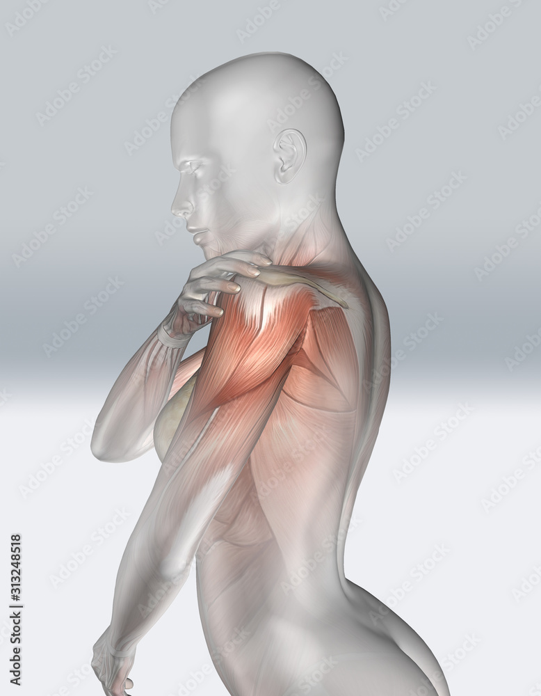3D female figure holding shoulder with muscle map Stock Illustration ...