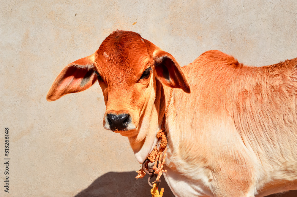 Calf face ,cow calf selective focus,gir cow calf Stock Photo | Adobe Stock
