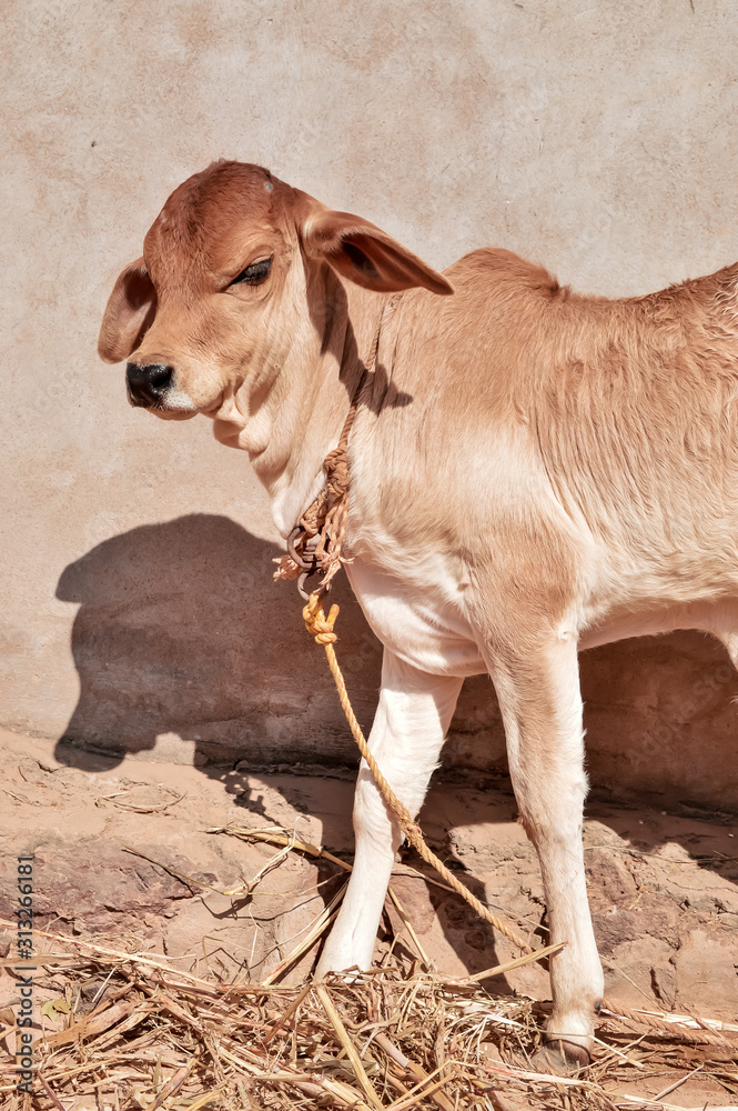 Indian Cow With Calf Images