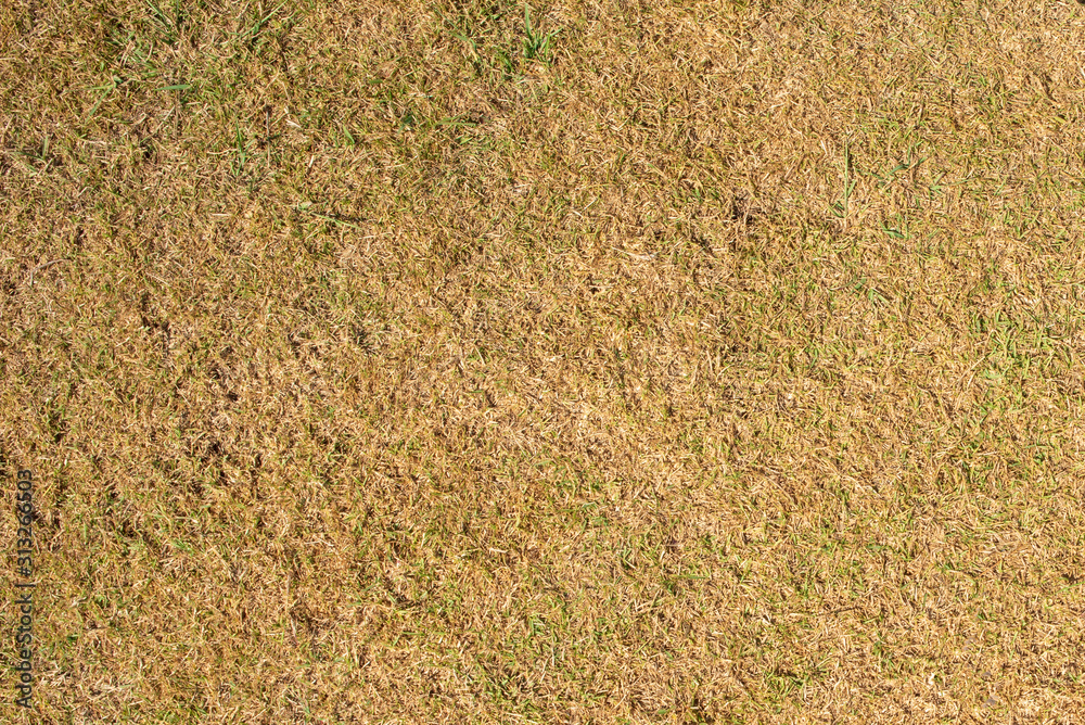 Brown grass hay texture background, Brown lawn, Backyard for background ...