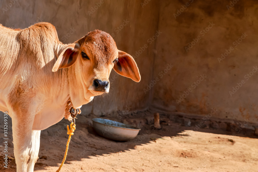 indian Cow. in the villages,image is calf. his called indian cows baby ...