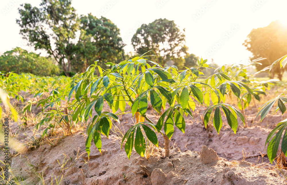 Tapioca farm, potato farm, tapioca plantation, agriculture background ...