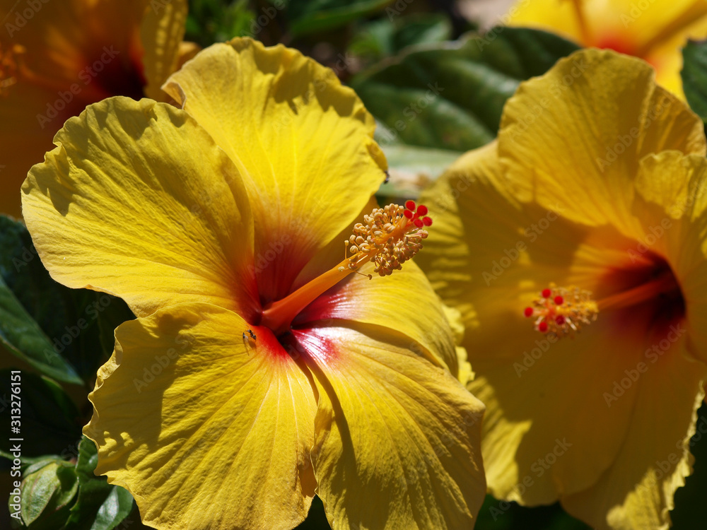 Hibiscus à Grande Fleur