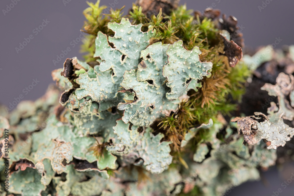 Baumflechte, Flechte, Moos, Alge, Pilz, Symbiose, Wald, makro, Baum ...