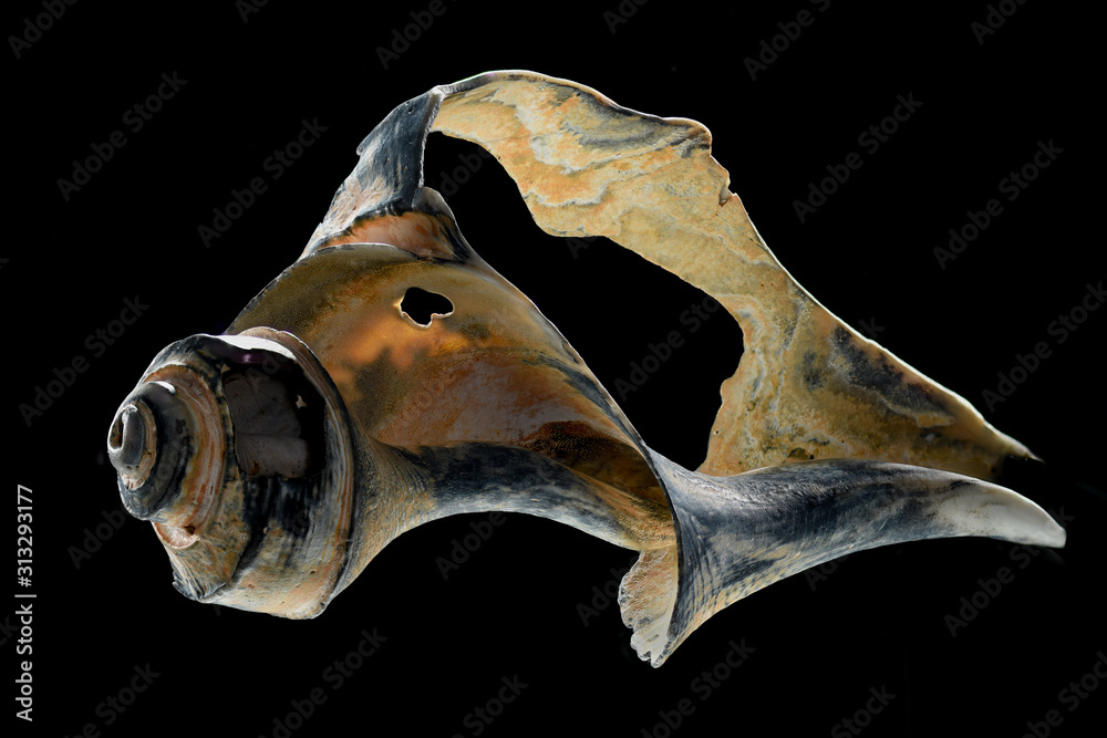 Shattered Conch Shell