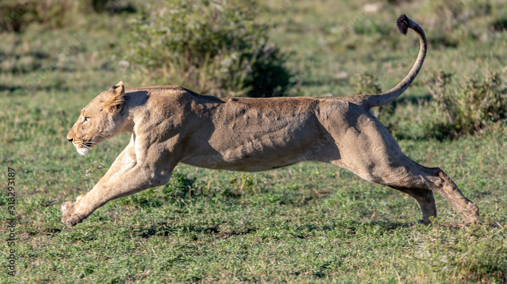 Running Lioness