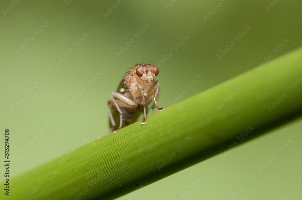 Scathophaga species dung fly diptero whose larvae develop in manure and ...
