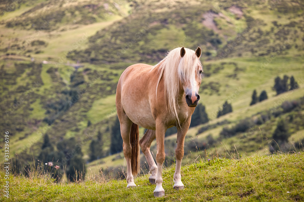 Cavallo nel prato in trentino in montagna Stock Photo | Adobe Stock