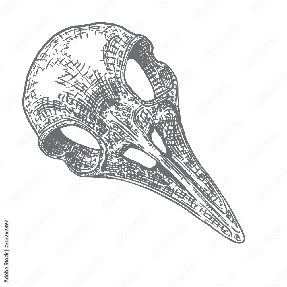 Crow skull. Hand drawn bird skull, line art sketch of raven animal head ...