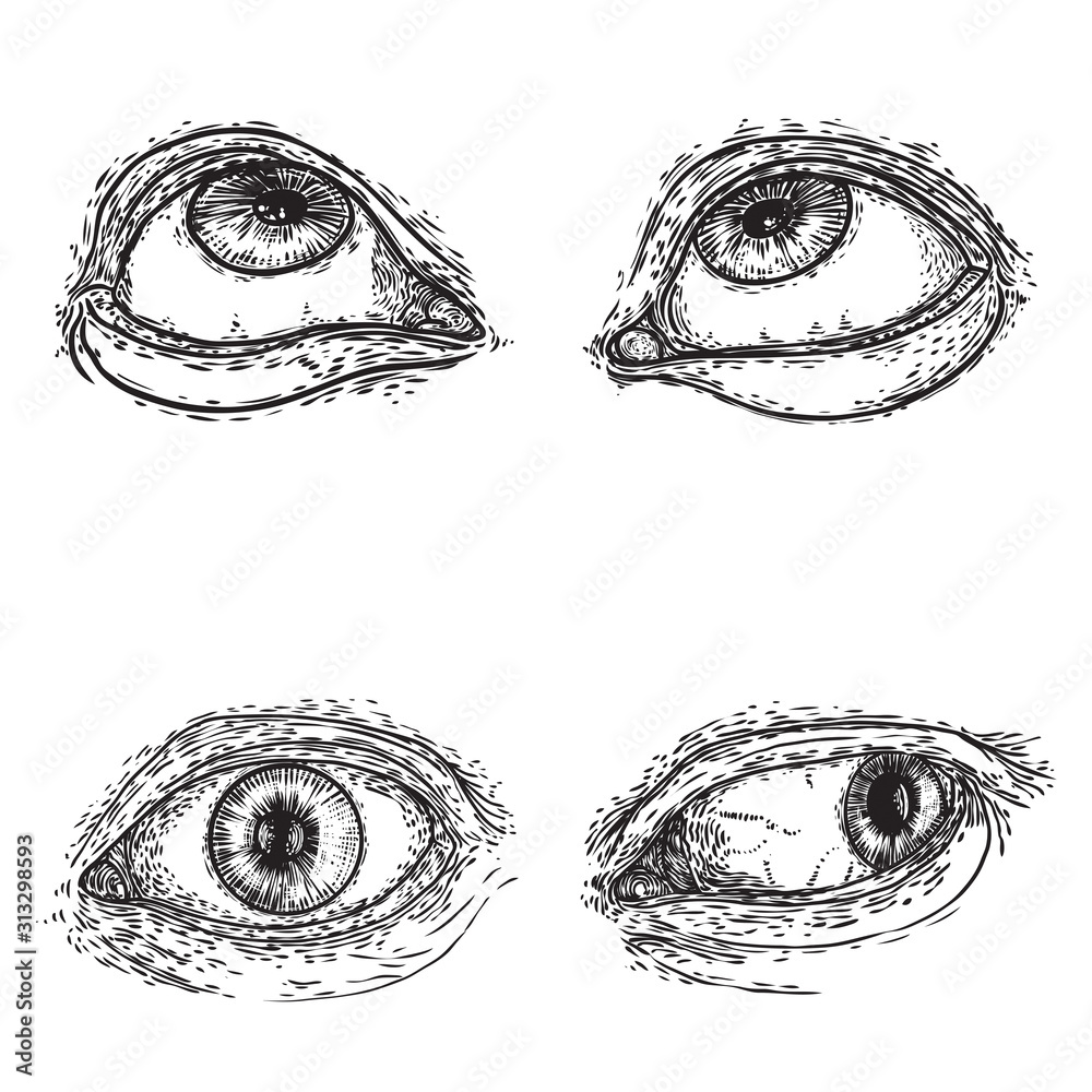 Set of various drawing of the human eye in different direction and ...
