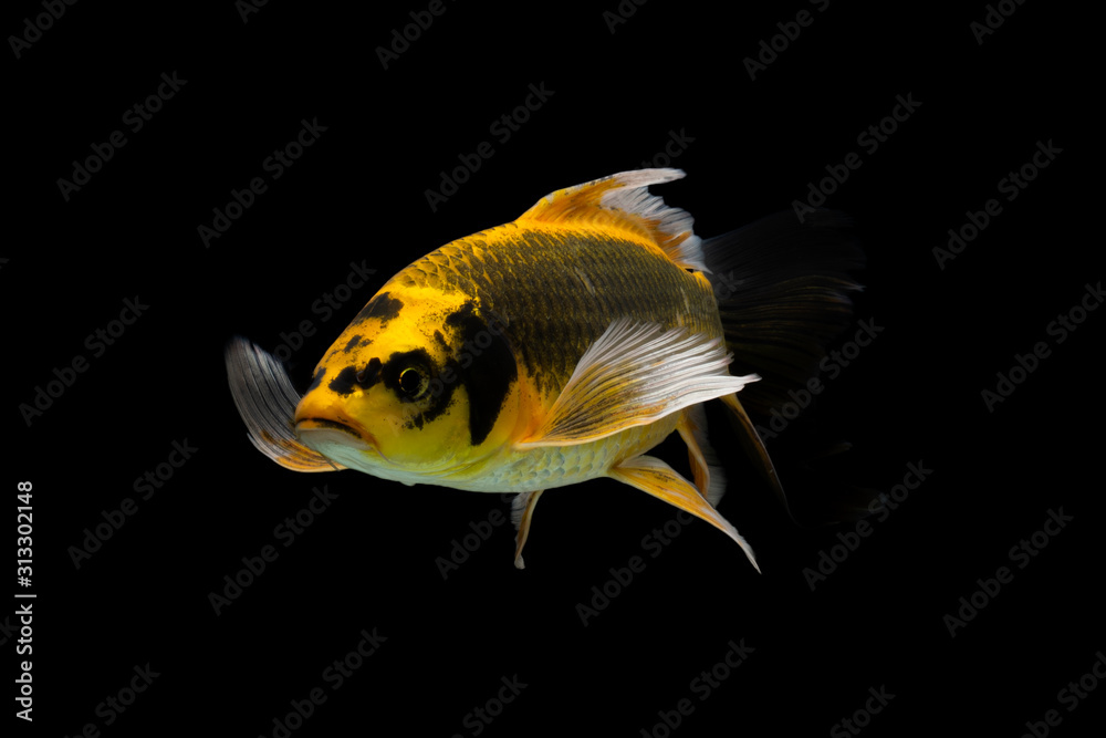 Koi Fish Kawarinomo golden carp koi fish in koi pond on black isolate ...