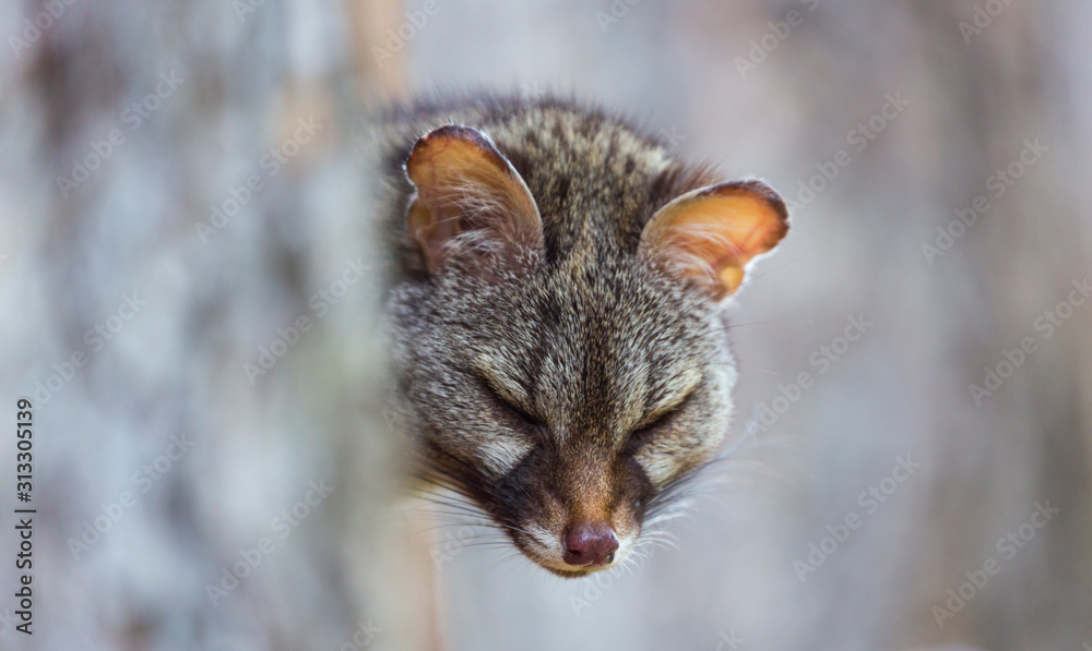 COMMON GENET - GINETA (Genetta genetta) Stock Photo | Adobe Stock