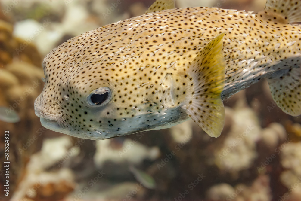 Puffer fish swimming in the waters of Bonaire Stock Photo | Adobe Stock