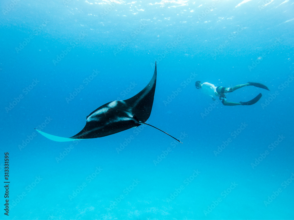 Male free diver and Giant oceanic manta ray, Manta Birostris, hovering ...