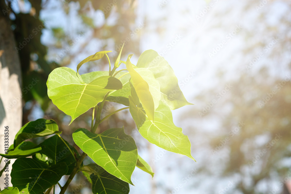 Green leaf Pho leaf, (bo leaf, bothi leaf) with sunlight in nature. Bo ...