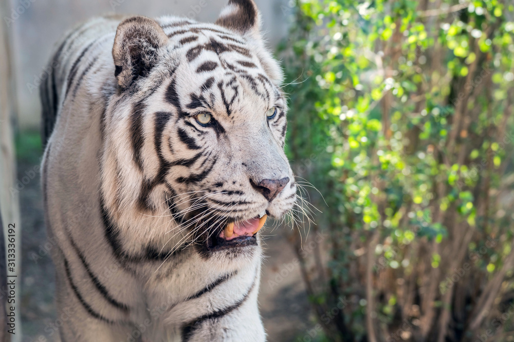 Beautiful wild animal Bengal white tiger (bleached tiger), in Al Ain ...