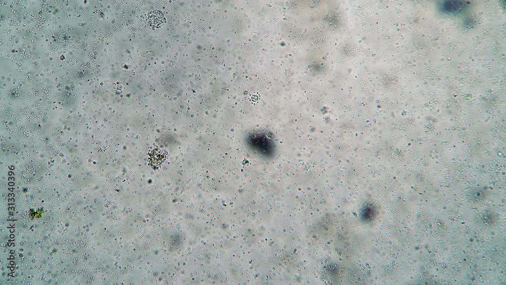 Microscopic background of fauna from simplest single-celled organisms ...