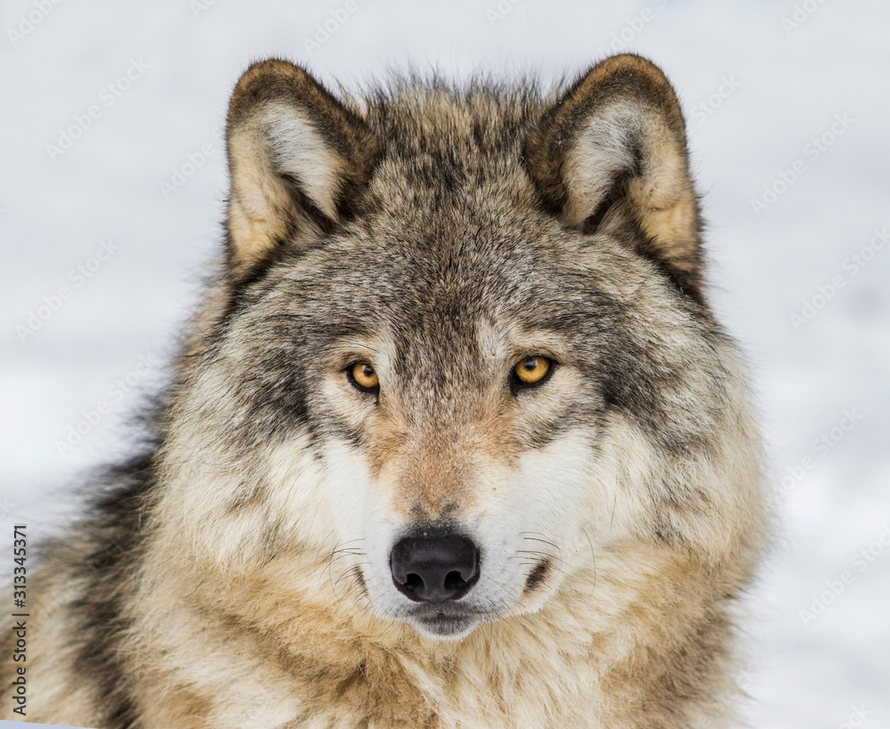 Northwestern Wolf