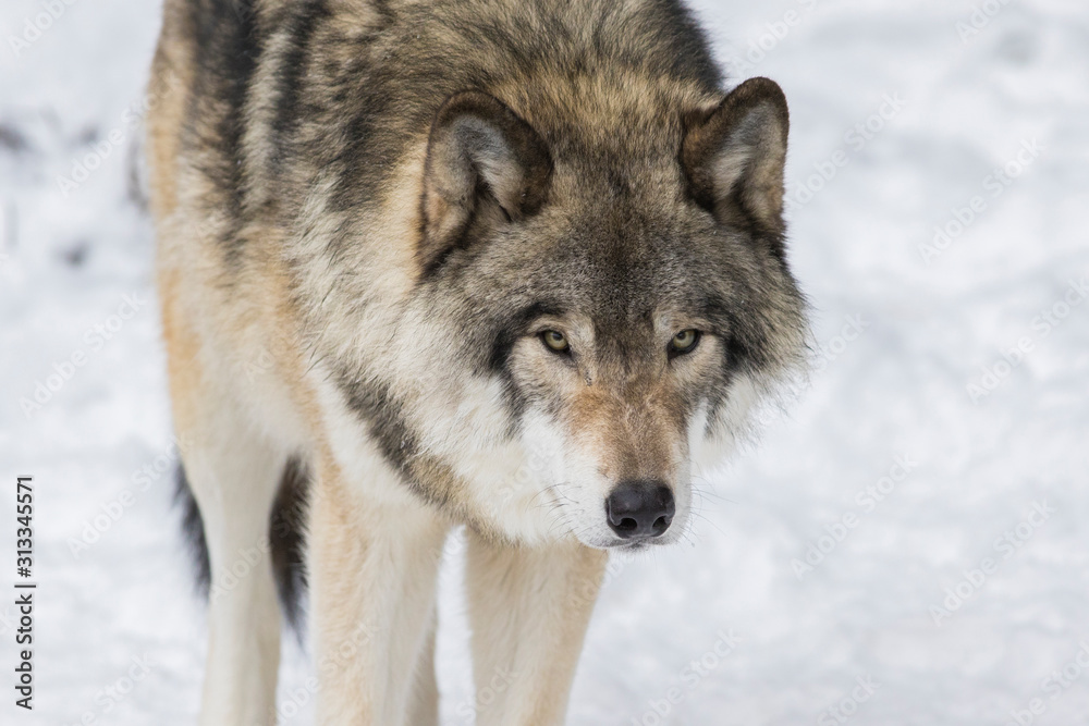 Wolf portrait. Northwestern wolf (Canis lupus occidentalis), also known ...