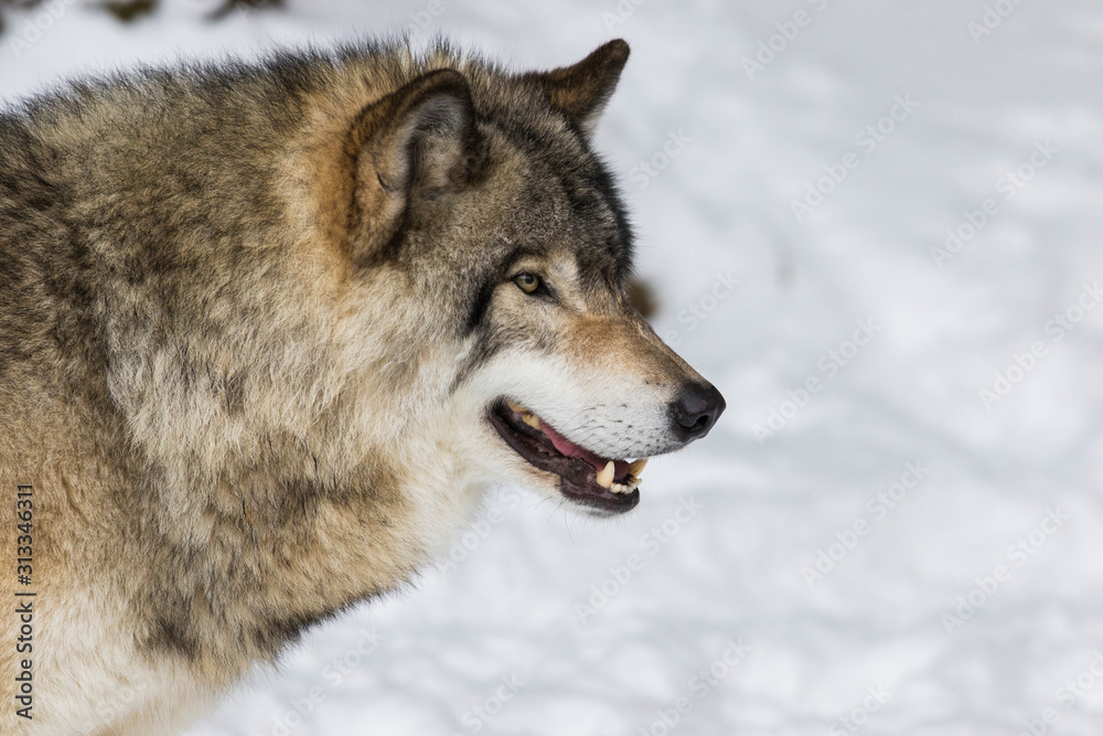 Wolf portrait. Northwestern wolf (Canis lupus occidentalis), also known ...