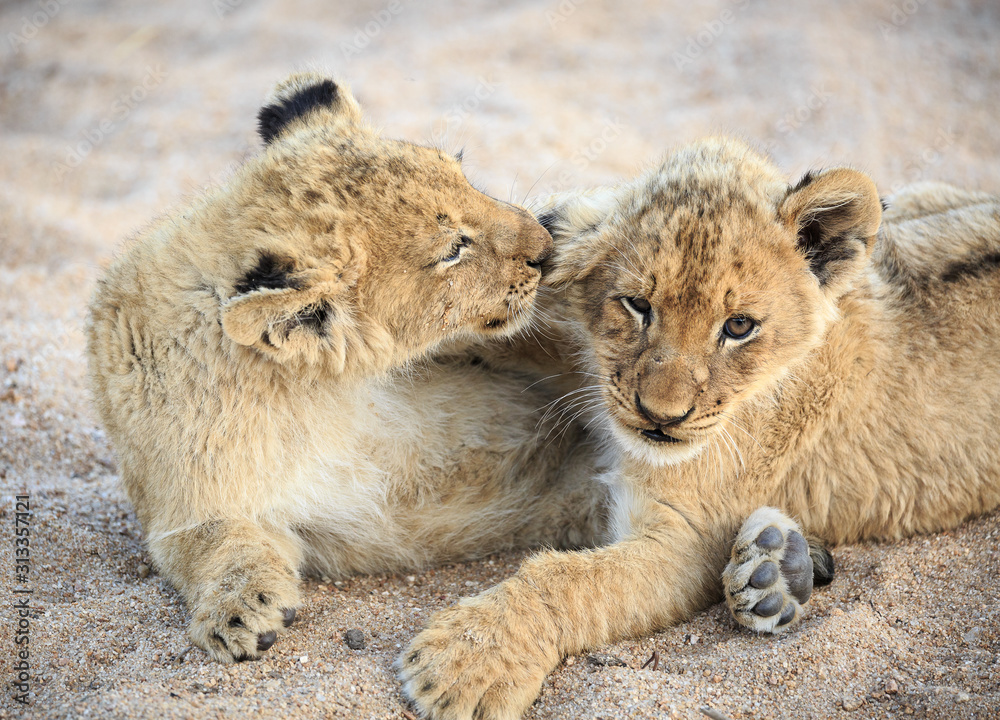 Lion cubs, Panthera leo, playing in a dry riverbed. Stock Photo | Adobe ...