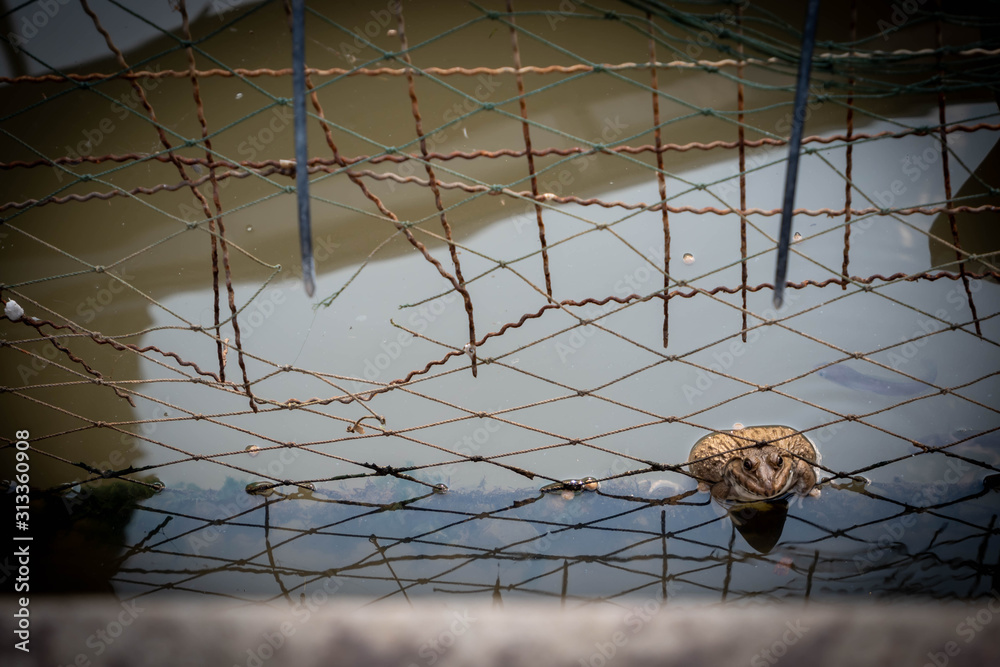 toad cling onto the ropes beneath the water surface to get air to ...