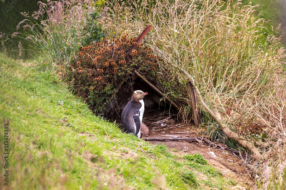 Yellow-eyed penguin (Megadyptes antipodes) , also known as hoiho or ...