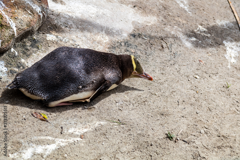 Yellow-eyed penguin (Megadyptes antipodes), also known as hoiho or ...