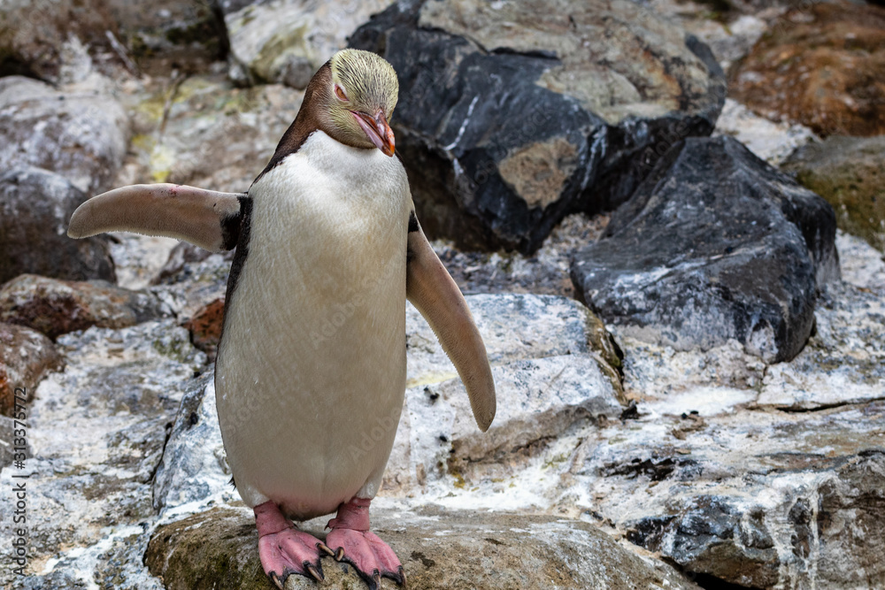 Yellow-eyed penguin (Megadyptes antipodes), also known as hoiho or ...