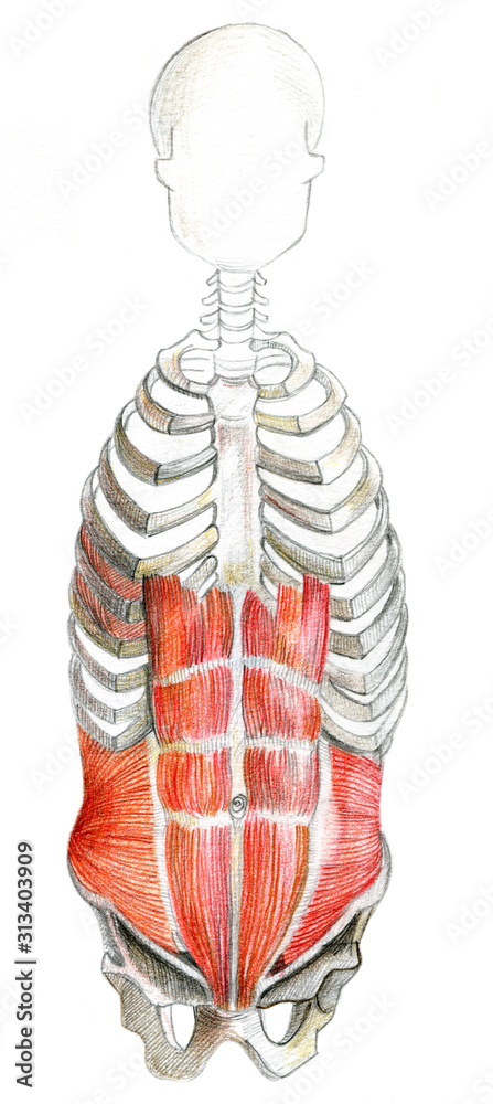 Anatomical color pencil drawing of the human body muscules and bones ...