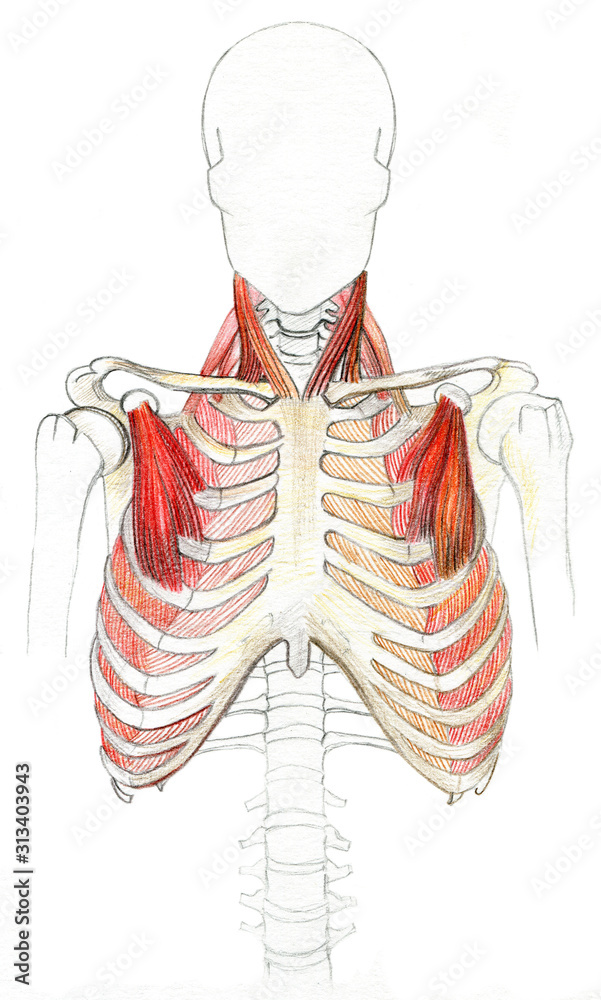 Anatomical color pencil drawing of the human body muscules and bones ...