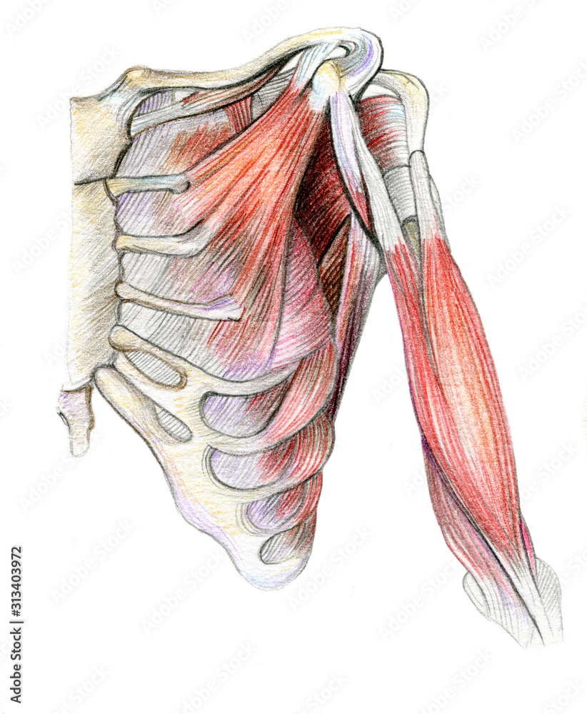 Anatomical color pencil drawing of the human body muscules and bones ...